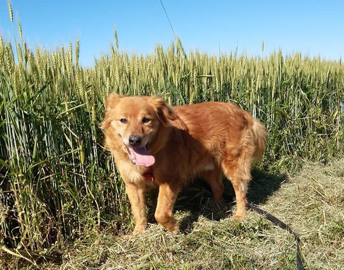 “IL CANE” … chi era costui!? – Centro Soccorso Animali di Arceto ODV