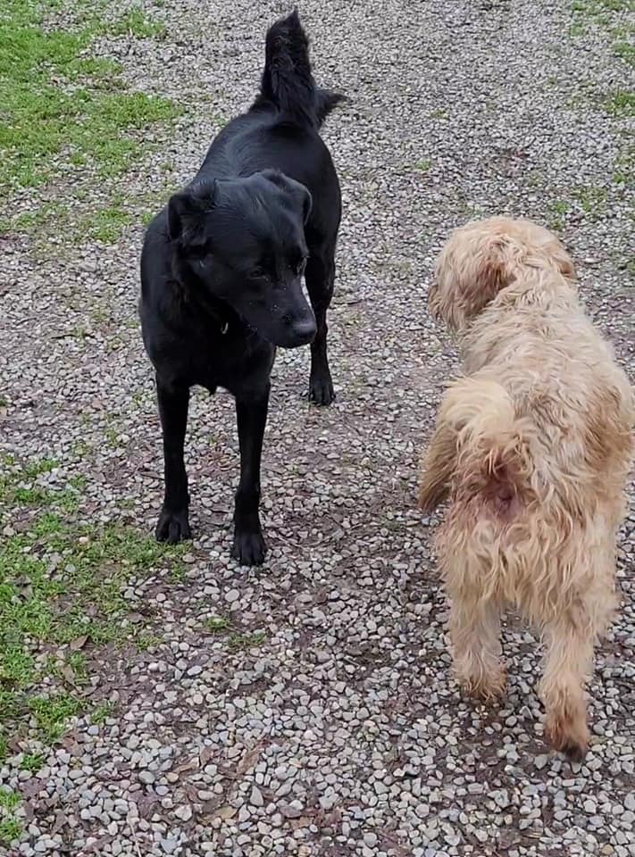 Akyla – Centro Soccorso Animali di Arceto ODV